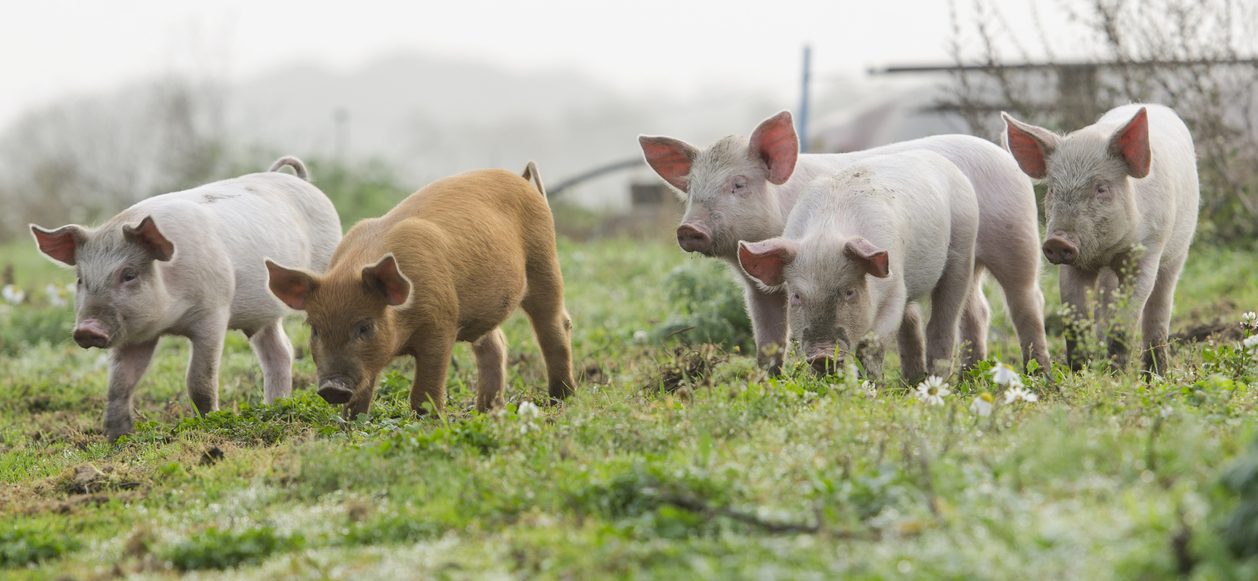 Four Ways Porcine May Improve Human Health - ABI