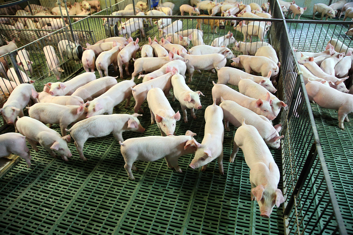 Pigs Can Help Cure Human Ailments - Animal Biotech Industries